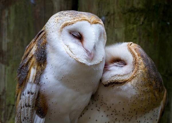 Barn Owl For Sale - Buy Barn Owl Online - Adopt Barn Owl Facts Cost