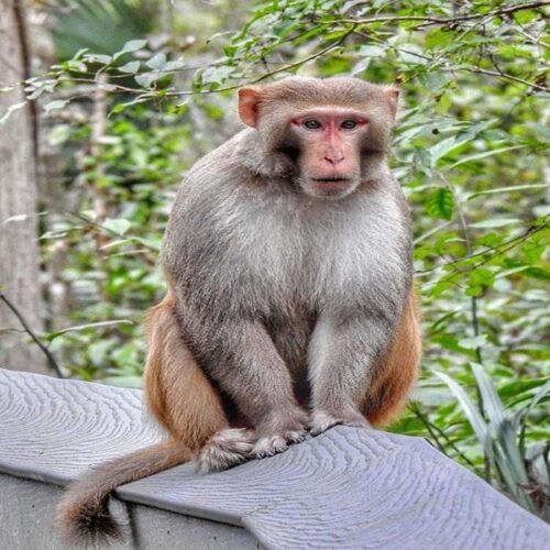 Macaque Monkey For Sale - Adopt Macaque Monkey - Macaque Monkey