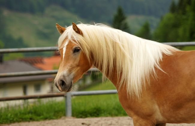 Haflinger Horse For Sale Online - Adopt Best Haflinger Horse Donate