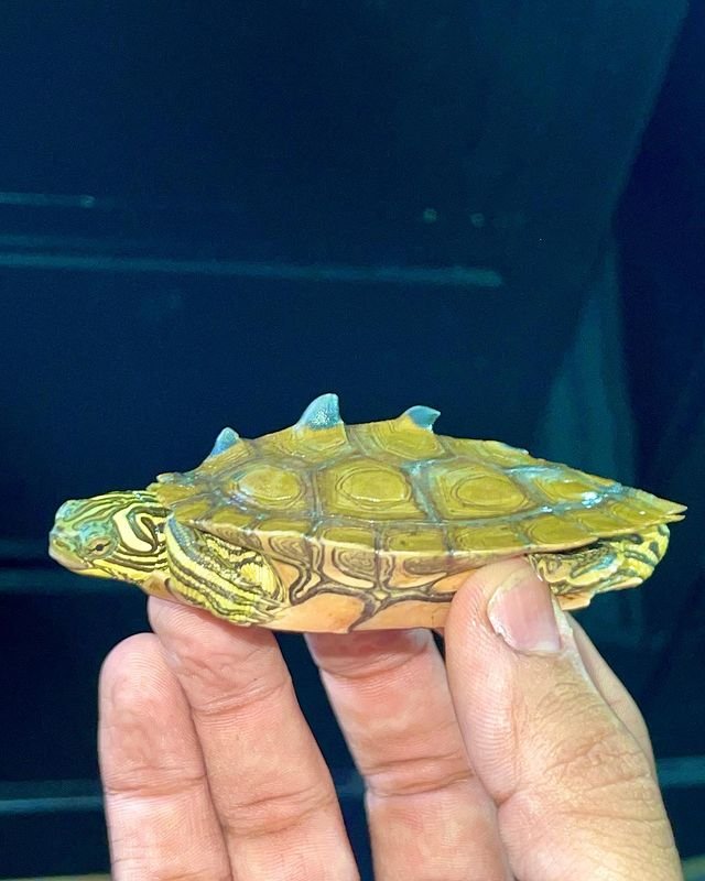 Mississippi Map Turtle For Sale - Adopt Mississippi Map Turtle - Buy Turtle