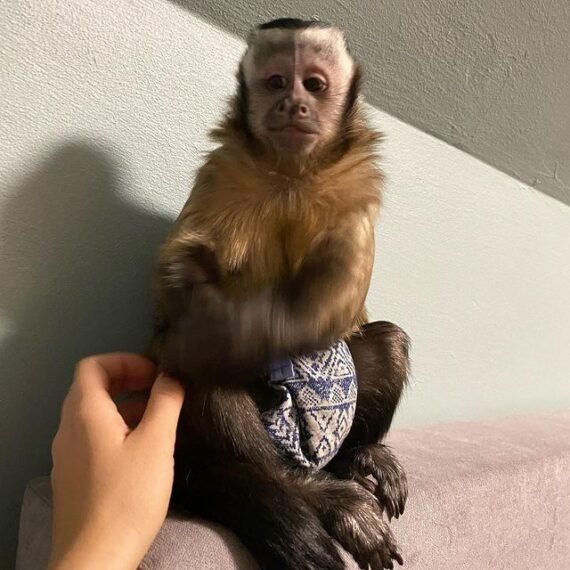 Capuchin Monkey For Sale - Adopt Capuchin Monkey - Capuchin Monkey