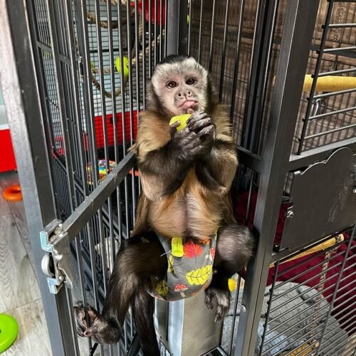 Capuchin Monkey For Sale - Adopt Capuchin Monkey - Capuchin Monkey