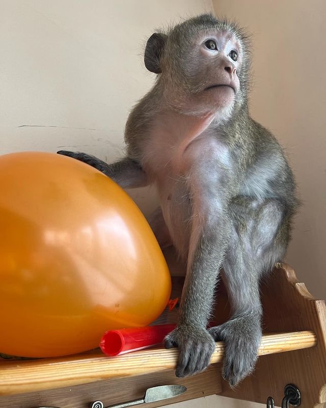 Macaque Monkey For Sale - Adopt Macaque Monkey - Macaque Monkey