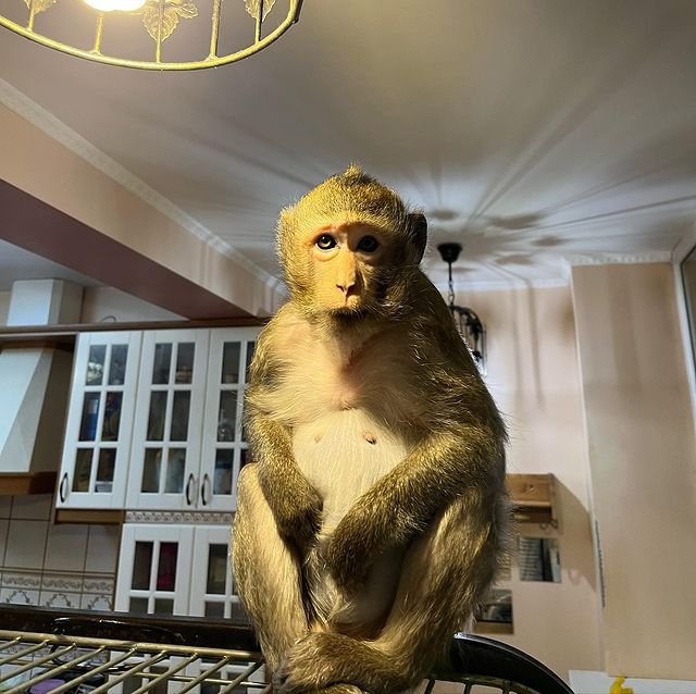 Macaque Monkey For Sale - Adopt Macaque Monkey - Macaque Monkey