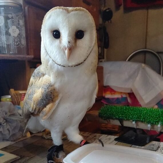 Barn Owl For Sale - Buy Barn Owl Online - Adopt Barn Owl Facts Cost