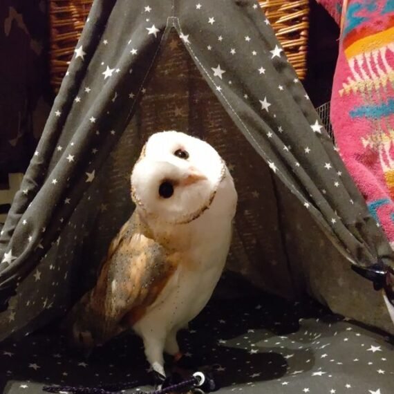 Barn Owl For Sale - Buy Barn Owl Online - Adopt Barn Owl Facts Cost