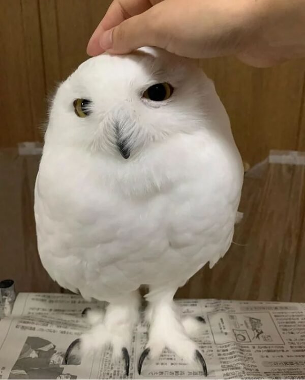 Snowy Owl For Sale - Buy Snowy Owl Online - Adopt Snowy Owl Facts