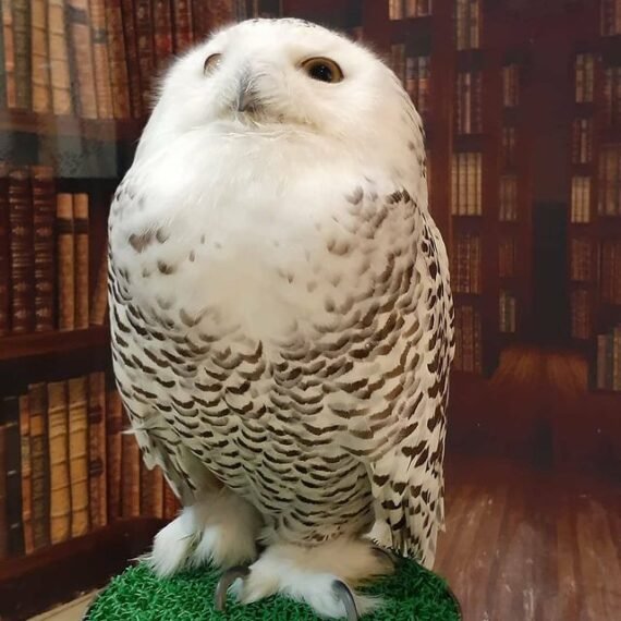 Snowy Owl For Sale - Buy Snowy Owl Online - Adopt Snowy Owl Facts