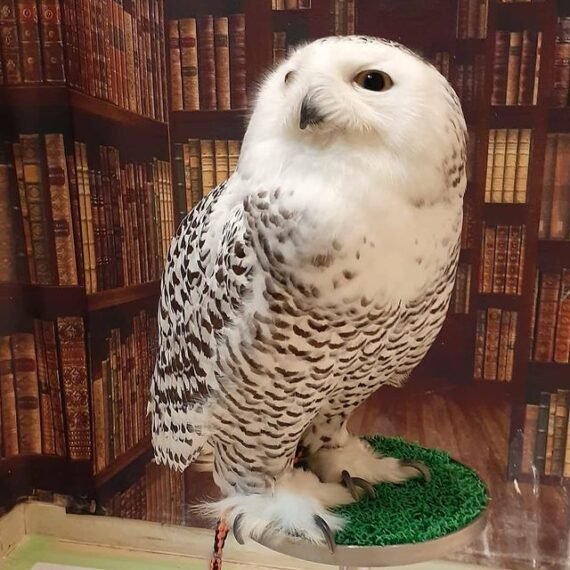 Snowy Owl For Sale - Buy Snowy Owl Online - Adopt Snowy Owl Facts